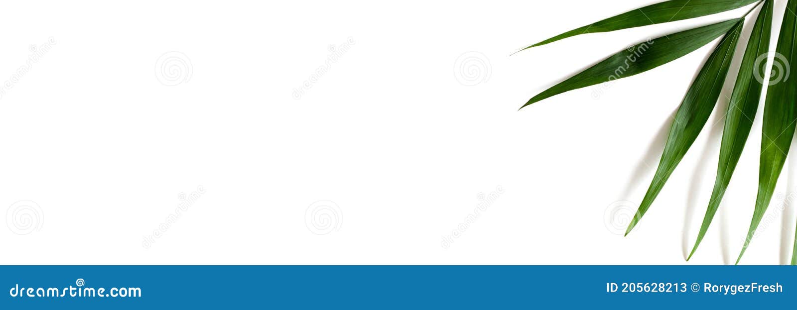 Header with Green Palm Leaf on a White Background. Trendy Jungle ...