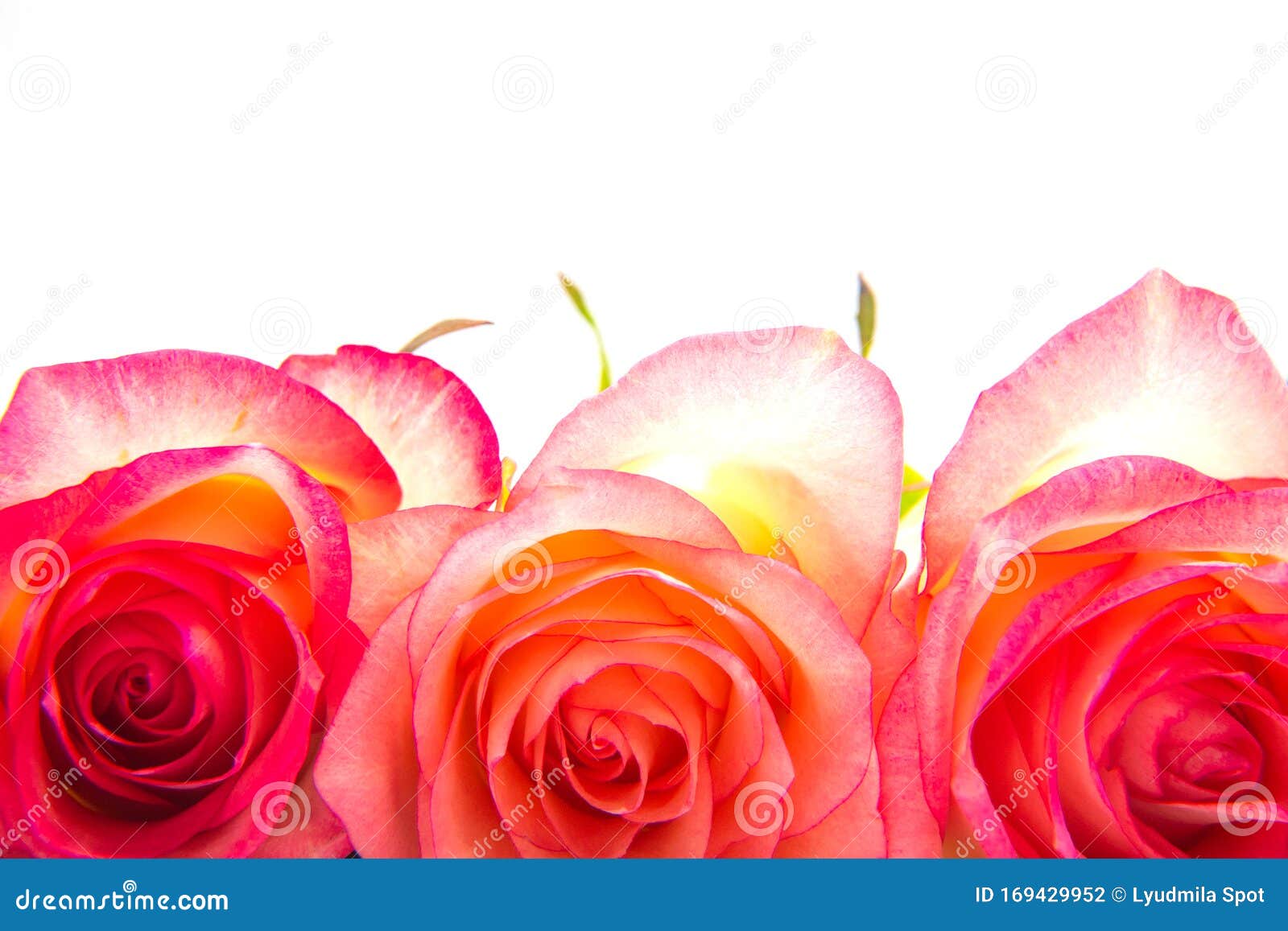 Header Panorama Pattern Beautiful Red Rose. Front-end Stock Photo ...