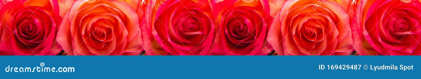 Header Panorama Pattern Beautiful Red Rose. Front-end Stock Image ...