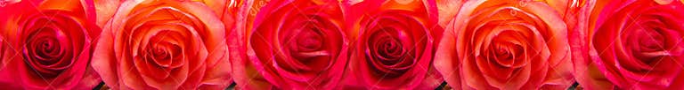 Header Panorama Pattern Beautiful Red Rose. Front-end Stock Image ...