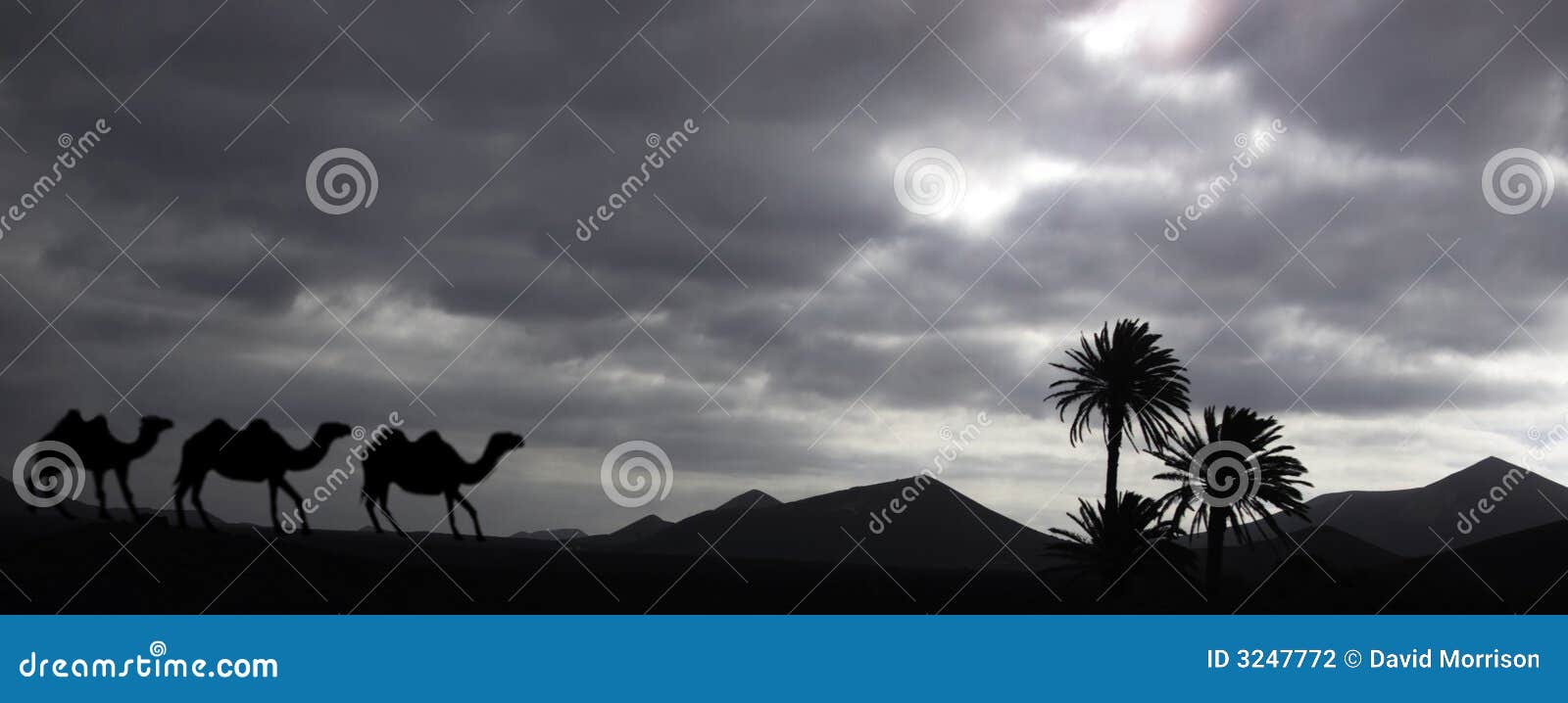 Heading for the oasis stock photo. Image of palms, sand - 3247772