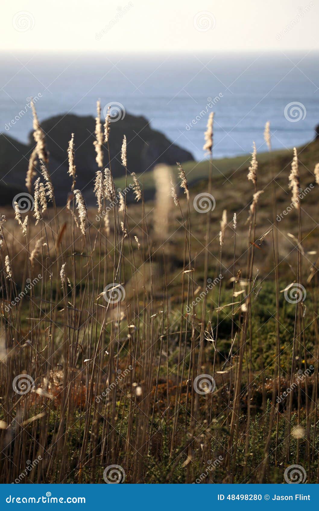 Headland Grass at Mullion Cove Stock Photo - Image of cornwall, cove ...