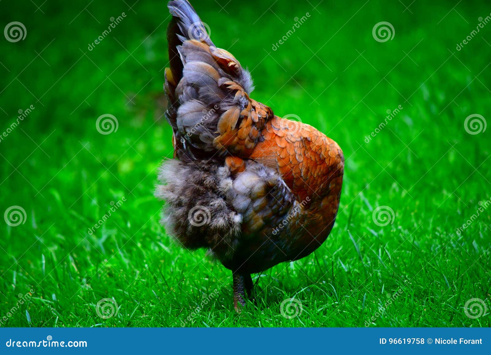 Headless chicken stock photo. Image of feathers, chicken - 96619758