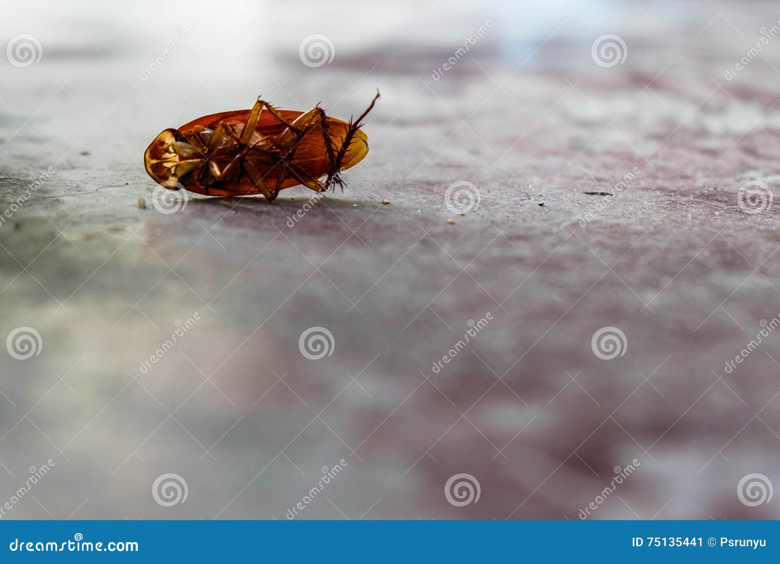 Headless Cockroach Stock Photos - Free & Royalty-Free Stock Photos from ...