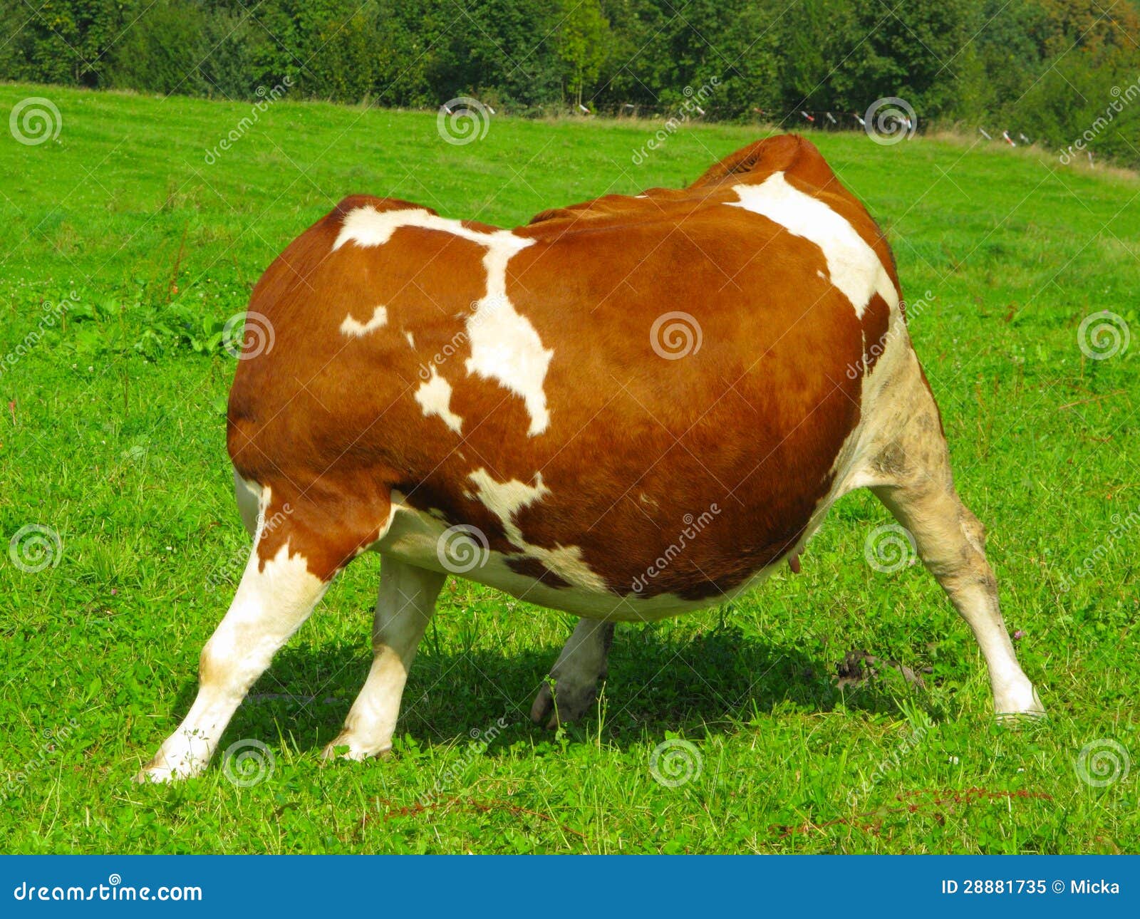 Headless cow stock image. Image of dairy, herd, animals - 28881735
