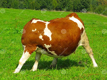 Headless cow stock image. Image of dairy, herd, animals - 28881735