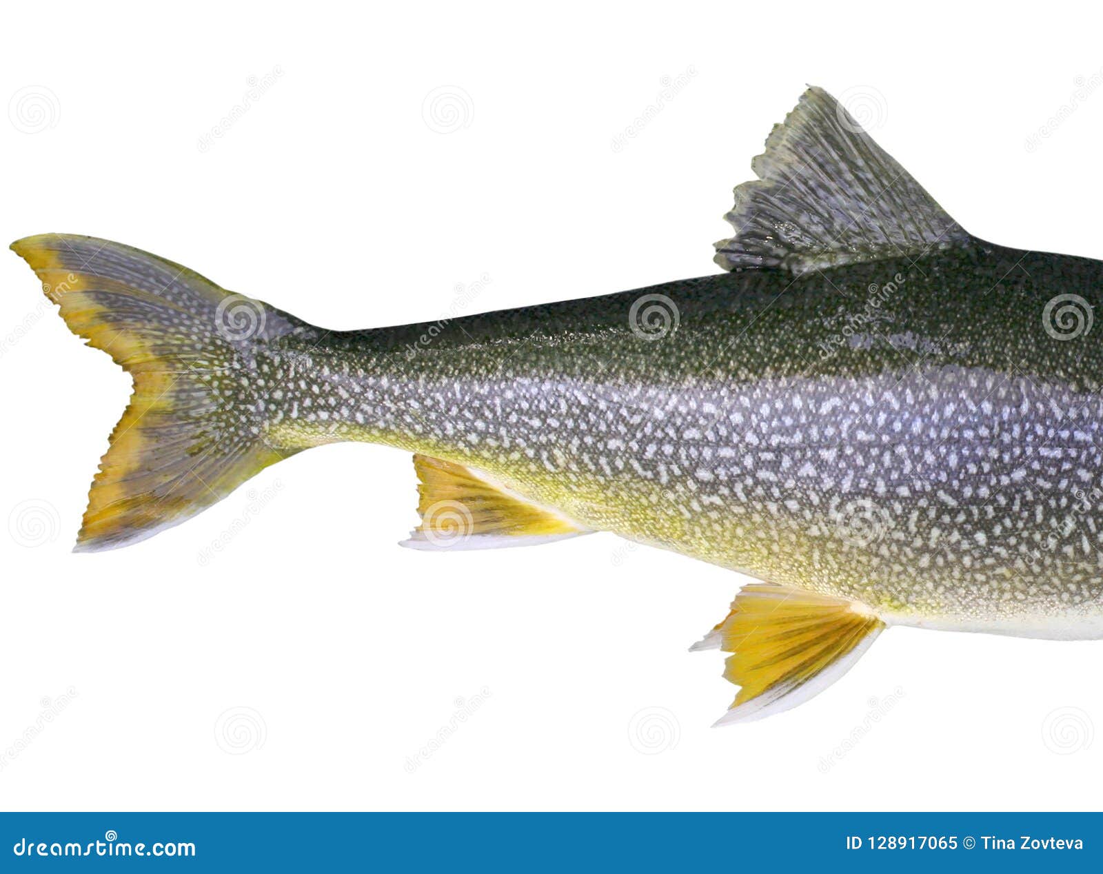 Headless Fish Stock Images - Download 904 Royalty Free Photos