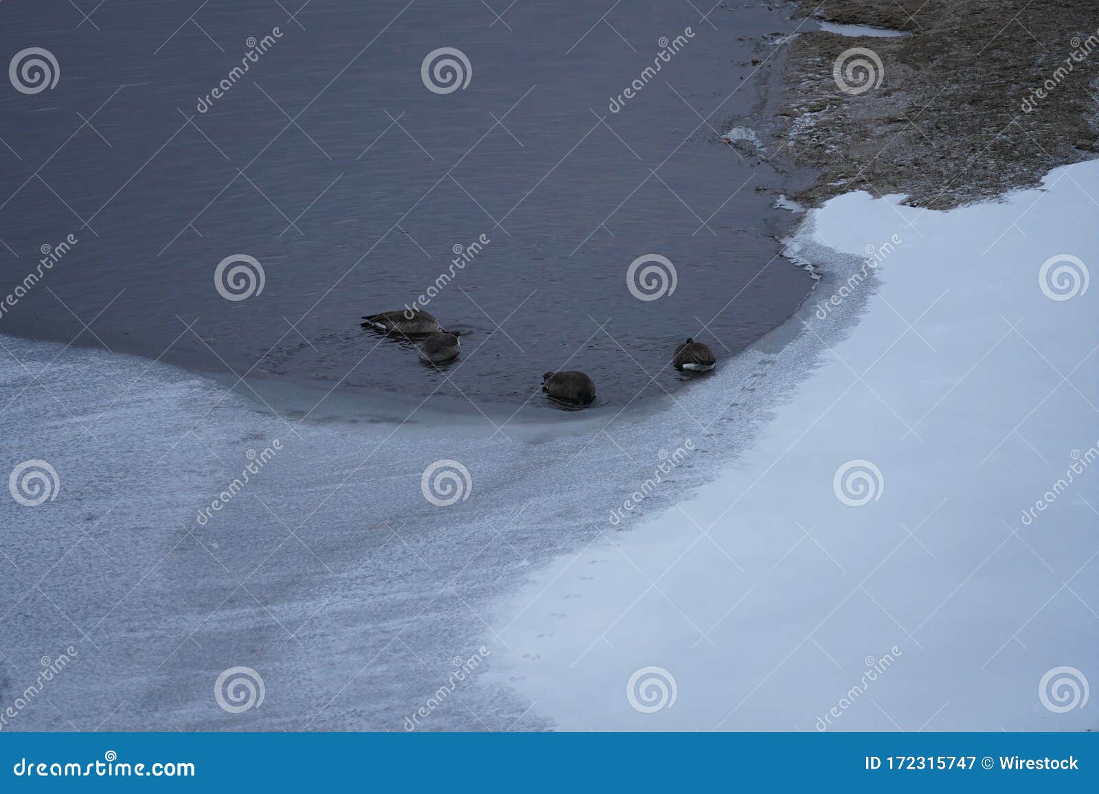 Headless Geese in a Frozen Lake during Daytime Stock Image - Image of ...