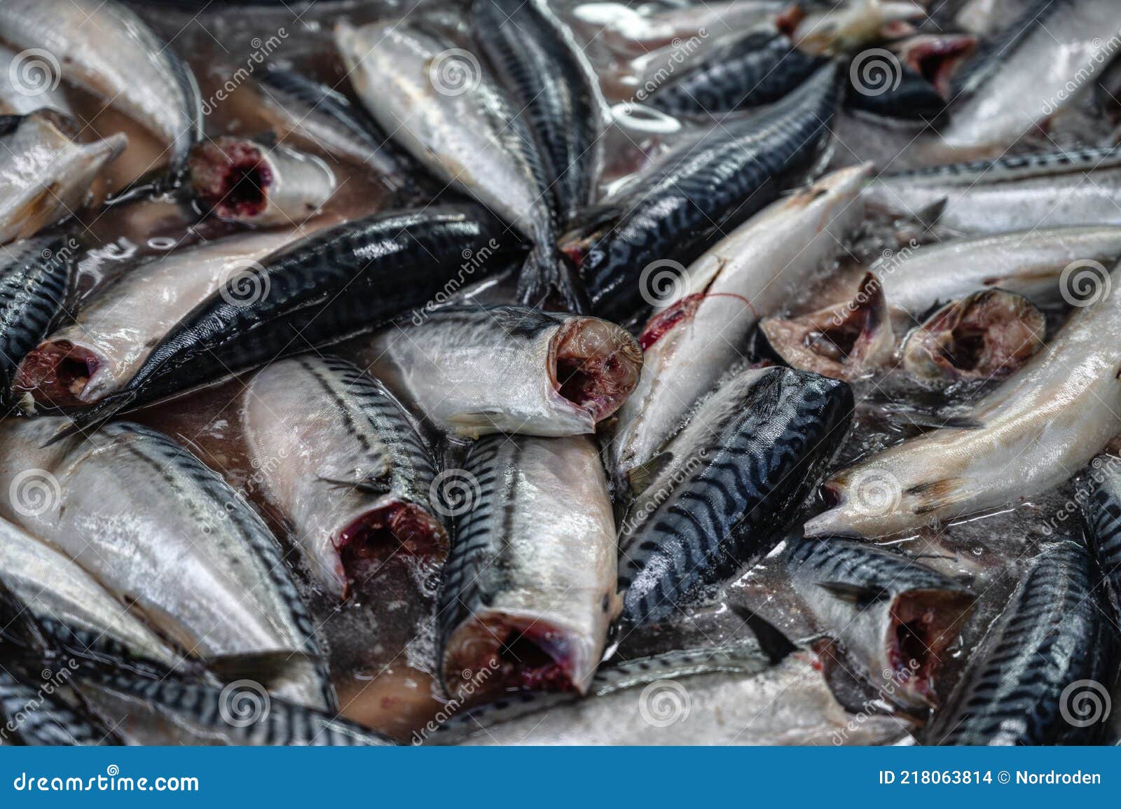Headless and Gutted Mackerel. Sea Fish Stock Photo - Image of meal ...