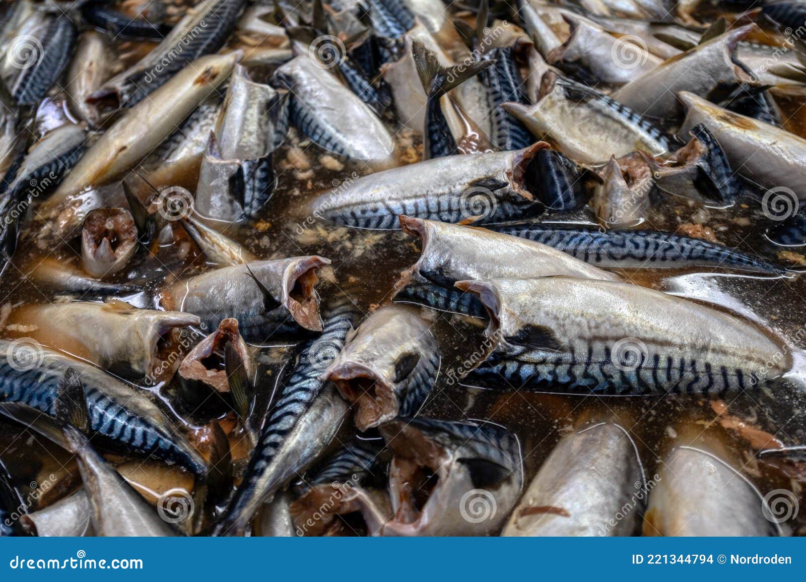Headless and Gutted Mackerel. Sea Fish Stock Photo - Image of fresh ...
