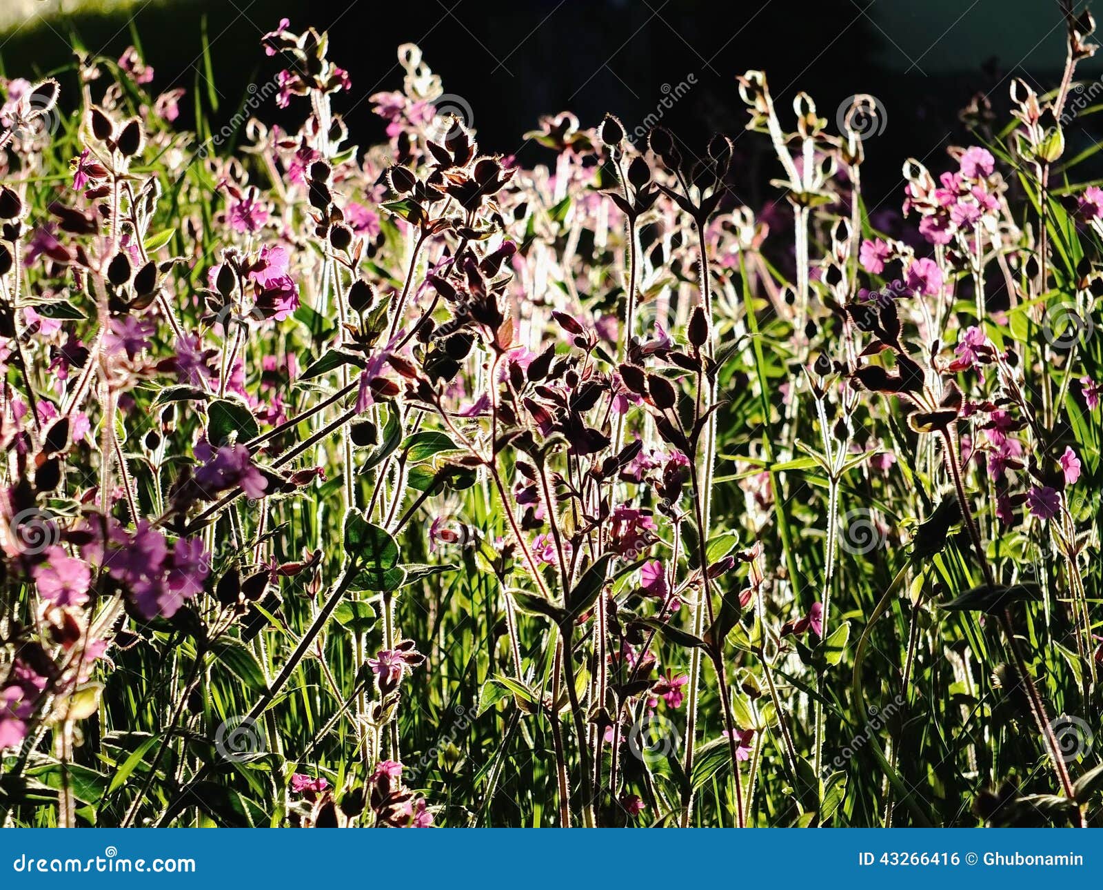 {headline stock photo. Image of flower, plant, green - 43266416