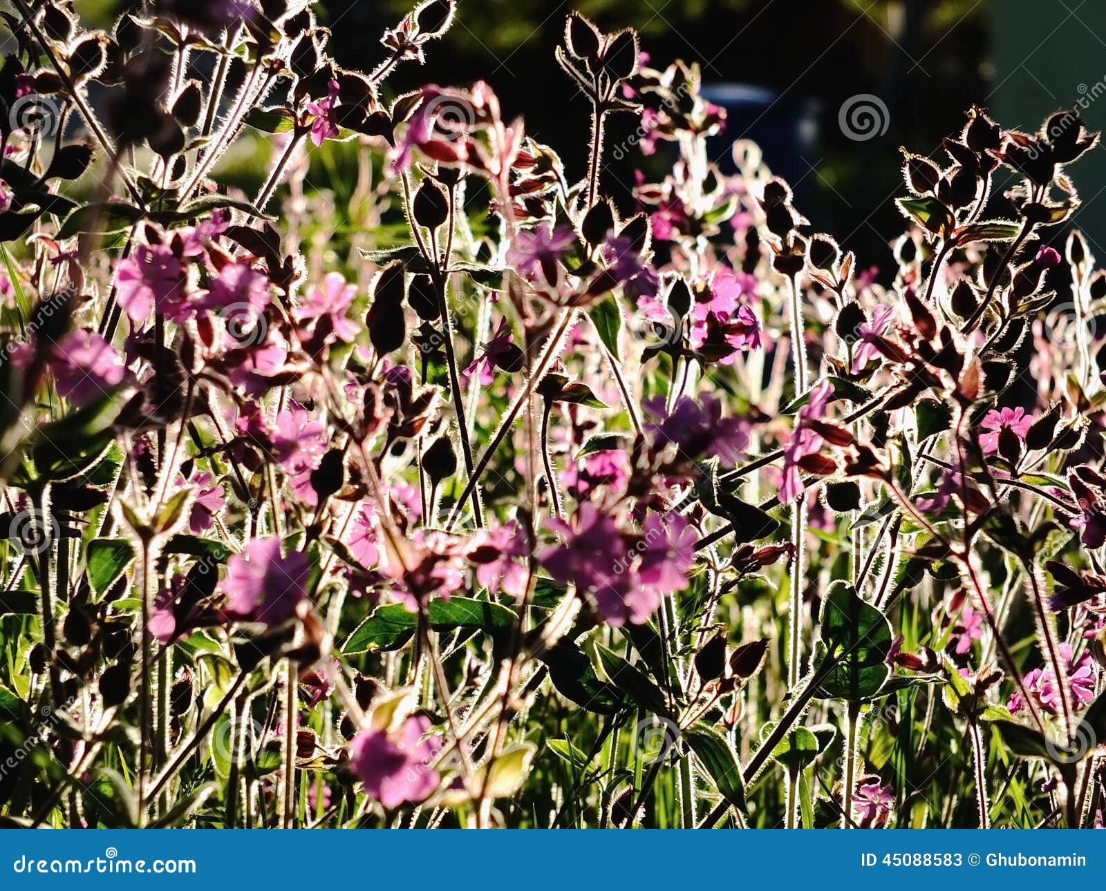 {headline stock image. Image of petal, green, spring - 45088583