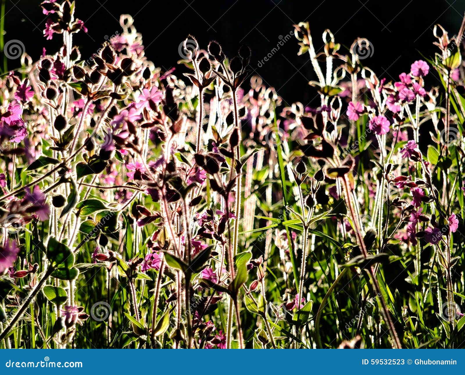 {headline stock image. Image of green, summer, nature - 59532523