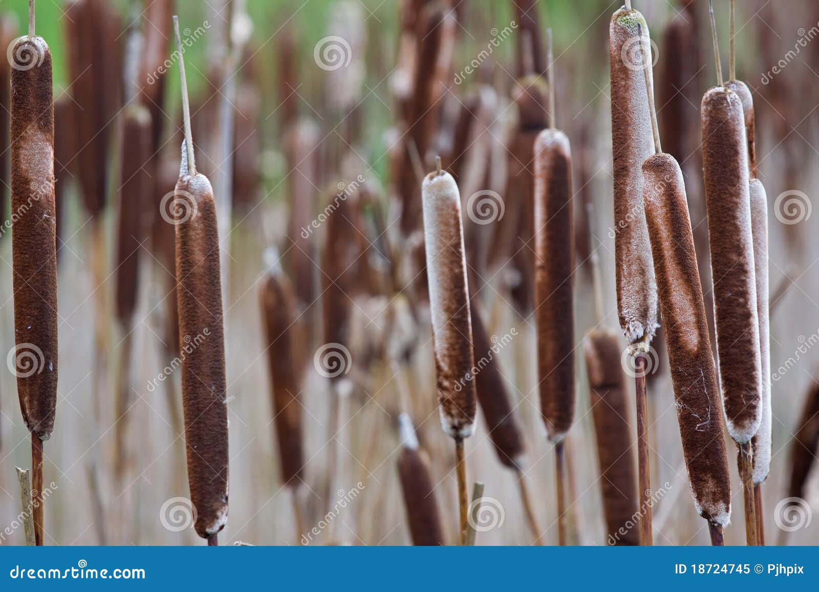 Heads of Bulrushes stock image. Image of aquatic, bulrushes - 18724745