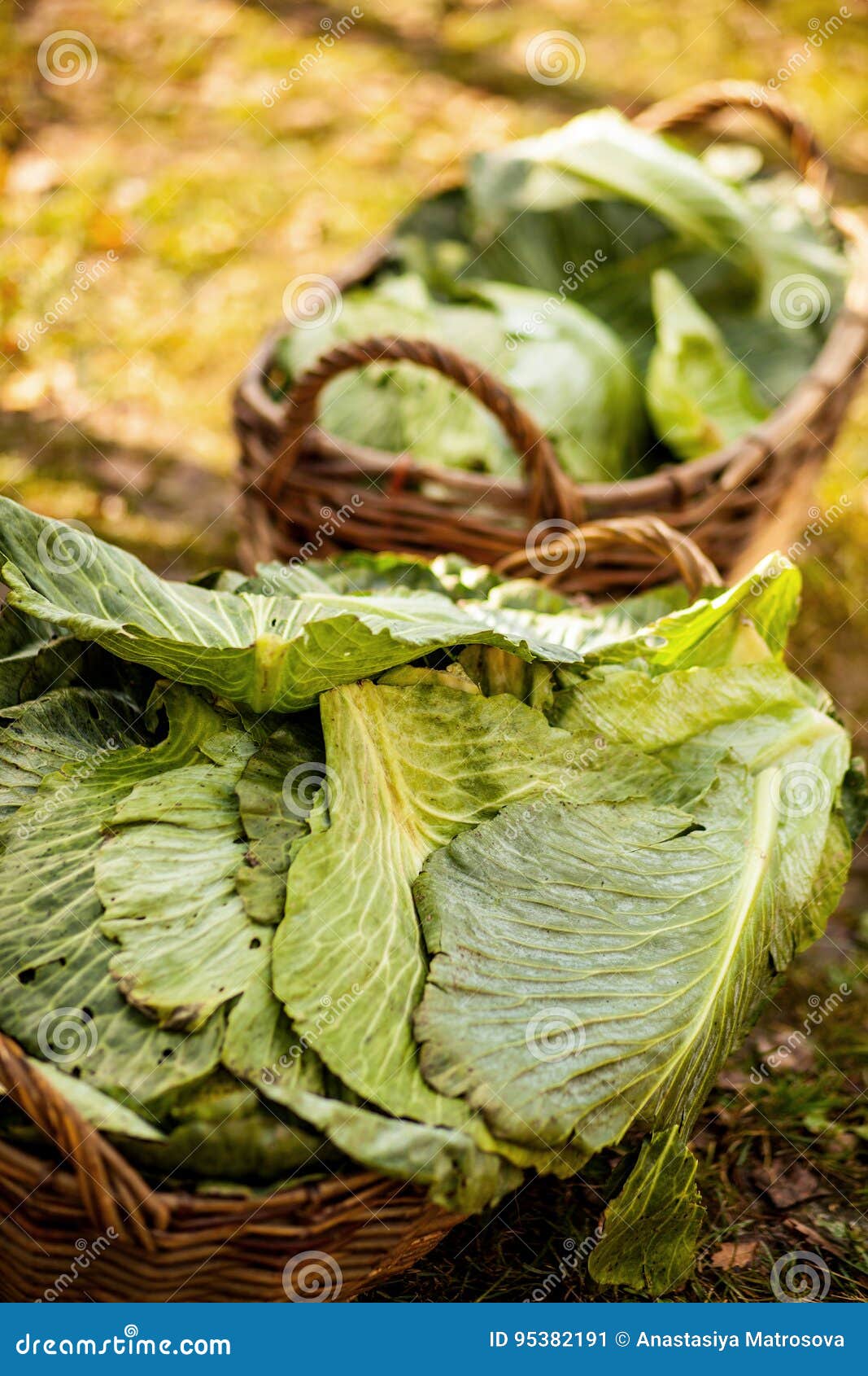 Heads of Cabbage in a Wicker Basket. Stock Image - Image of basket ...