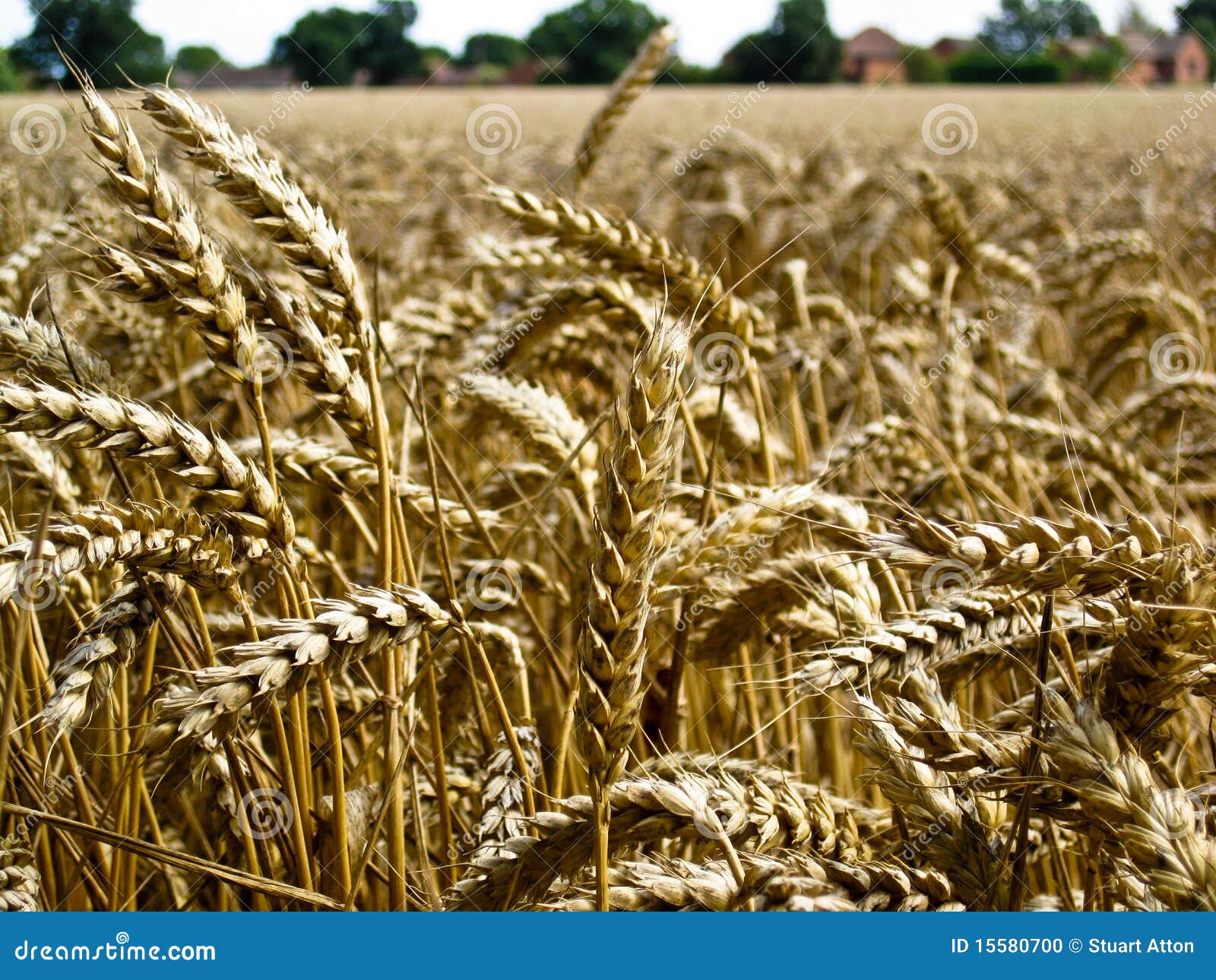 Heads of Corn stock photo. Image of closeup, agriculture - 15580700