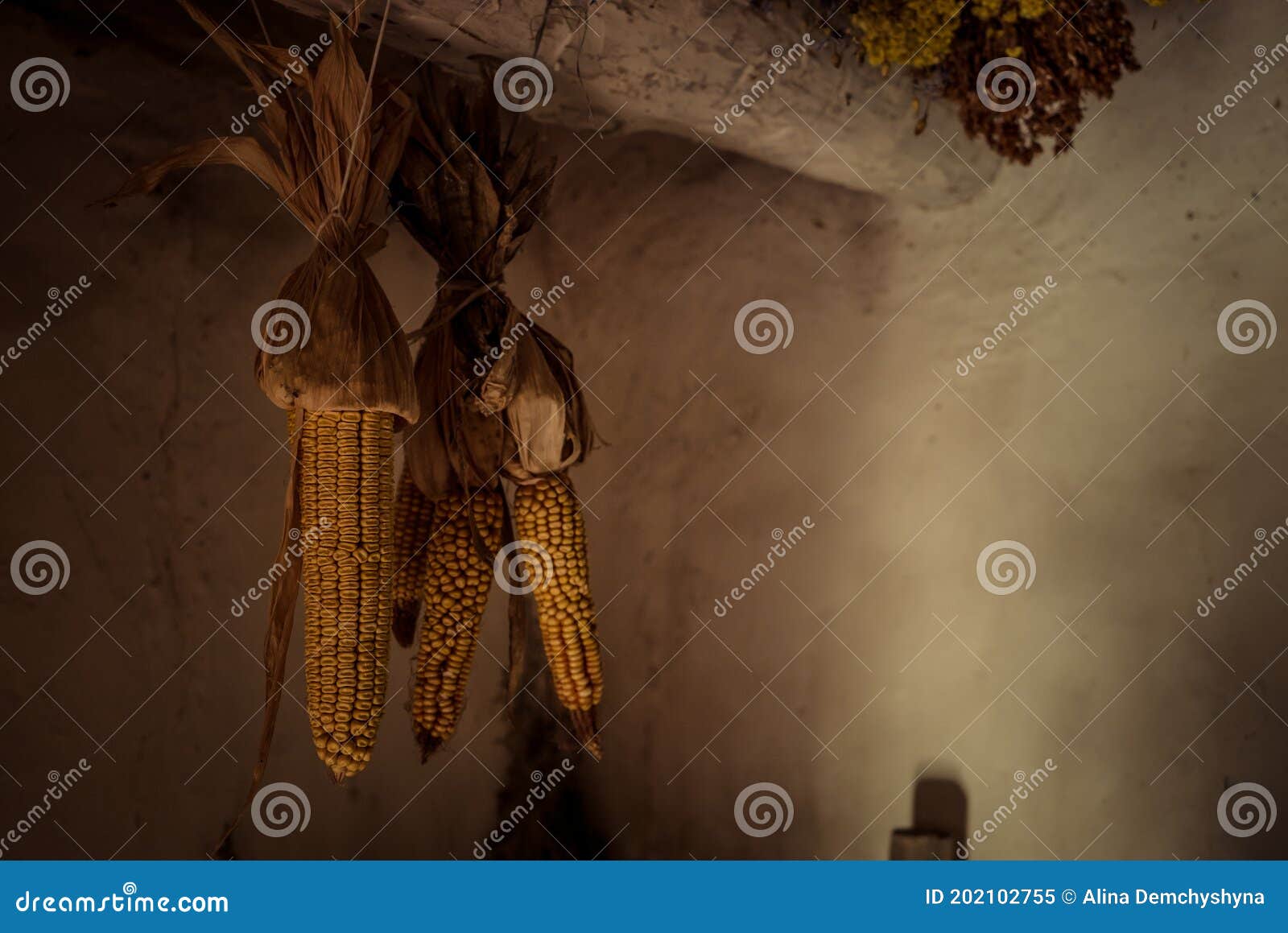 Heads of Corn Dried Tied To the Ceiling of an Old House Stock Image ...