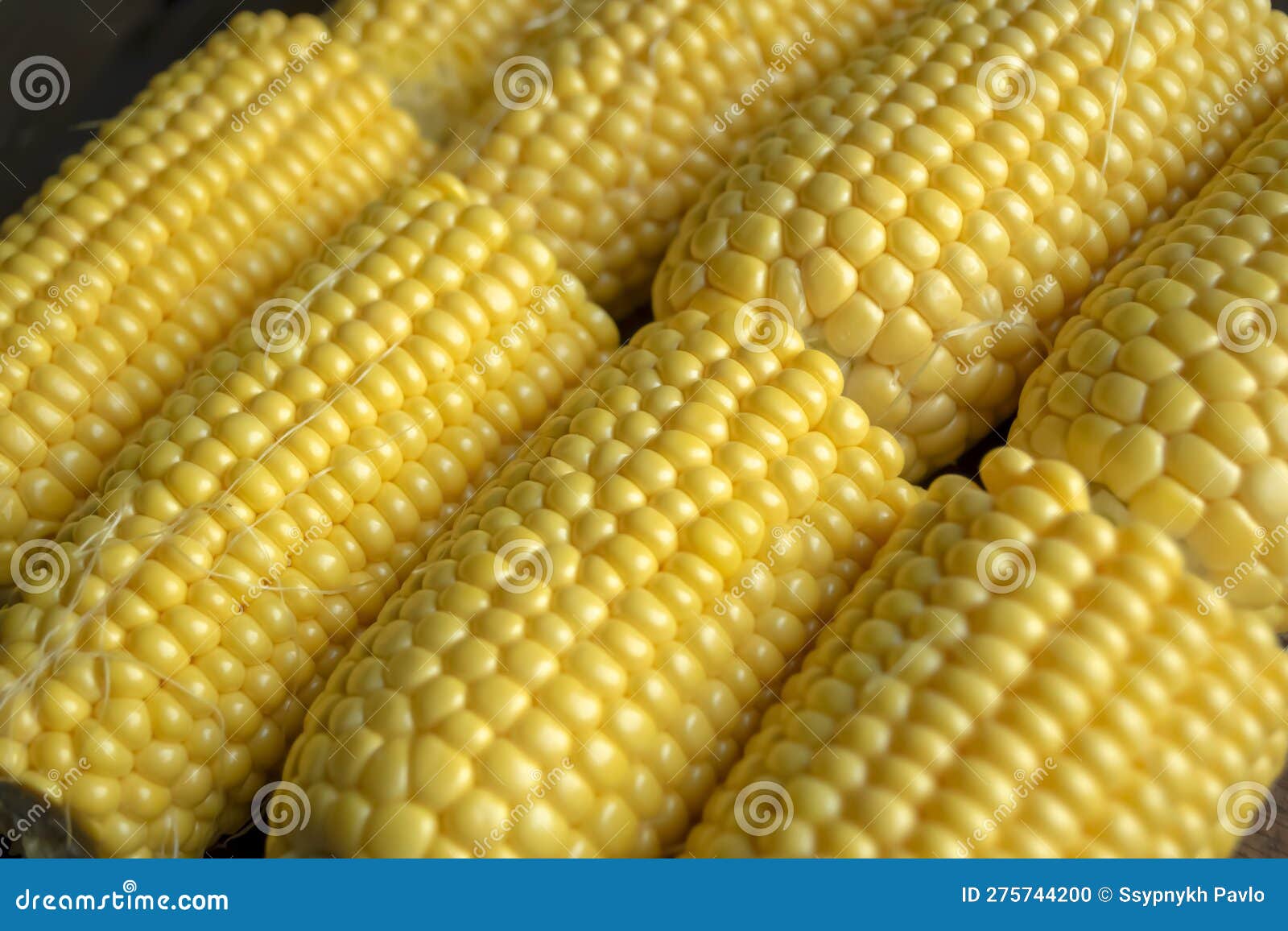 Heads of Corn Lie in a Row. Sugar Heads. Cooking Corn. Halves of Corn ...