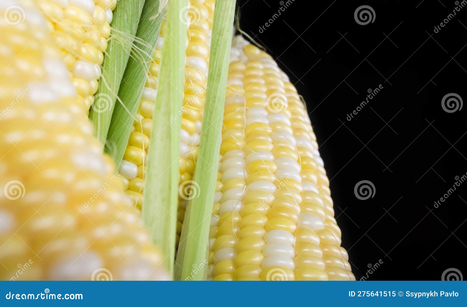 Heads of Corn with White and Yellow Grains on a Black Background. Corn ...