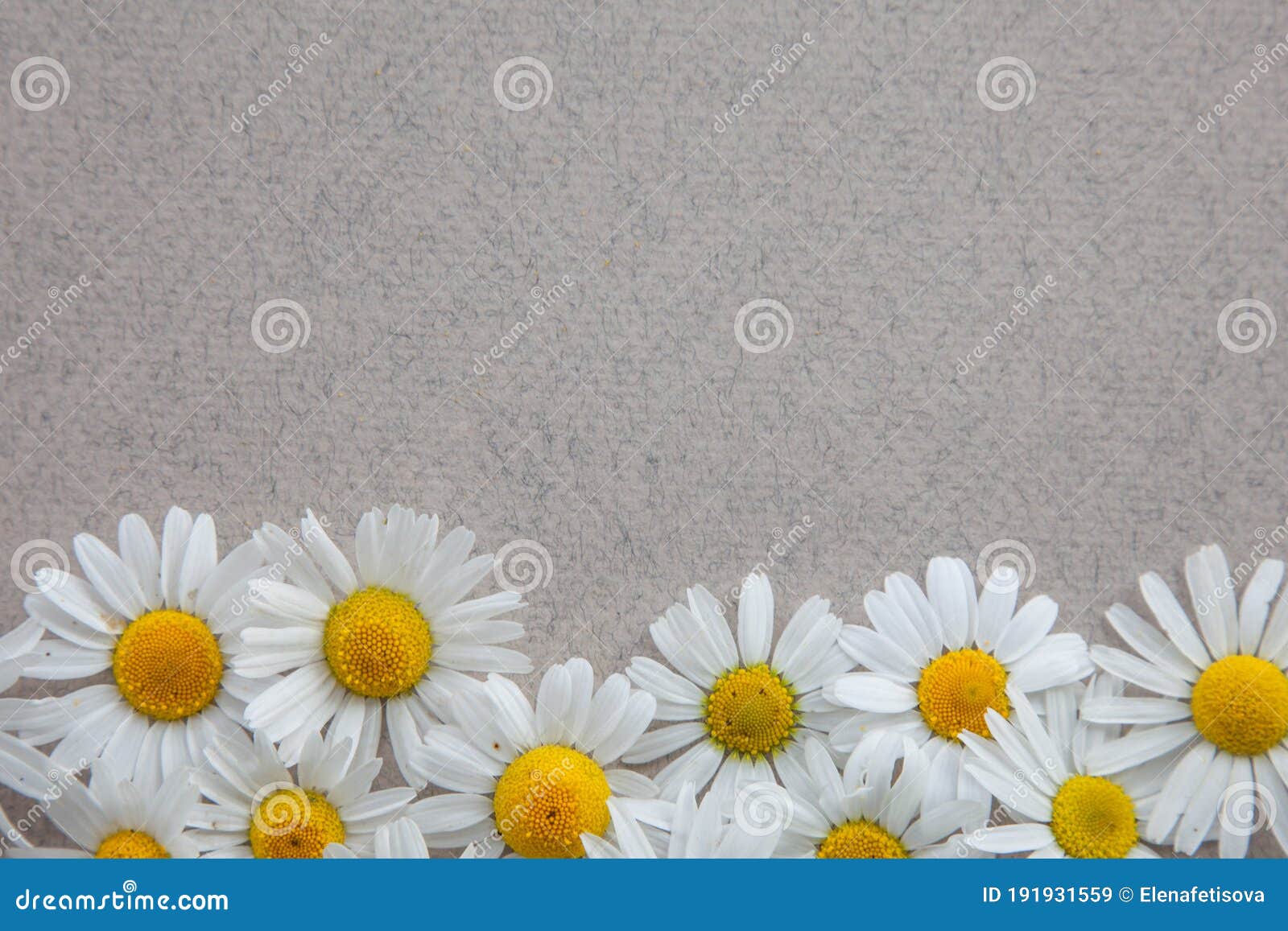 A Daisy Frame On A Pink Background Royalty-Free Stock Photography ...