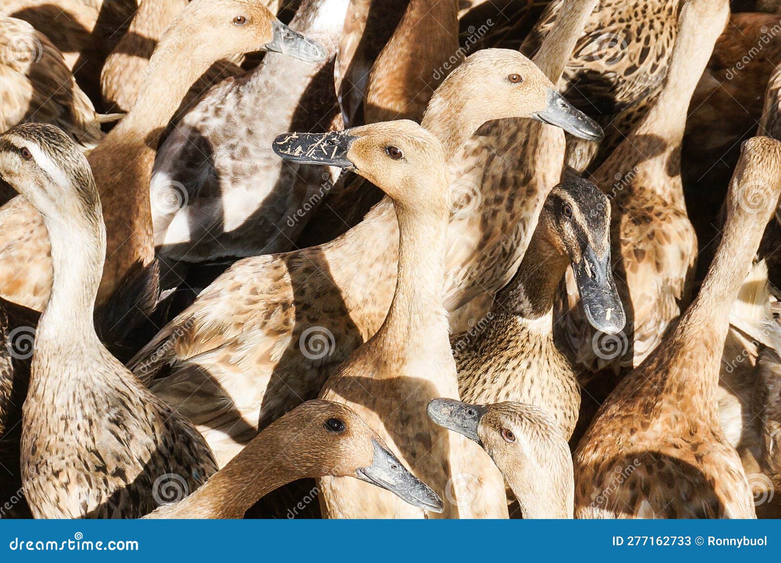 Heads of a Flock of Ducks Gathered Randomly Stock Image - Image of ...