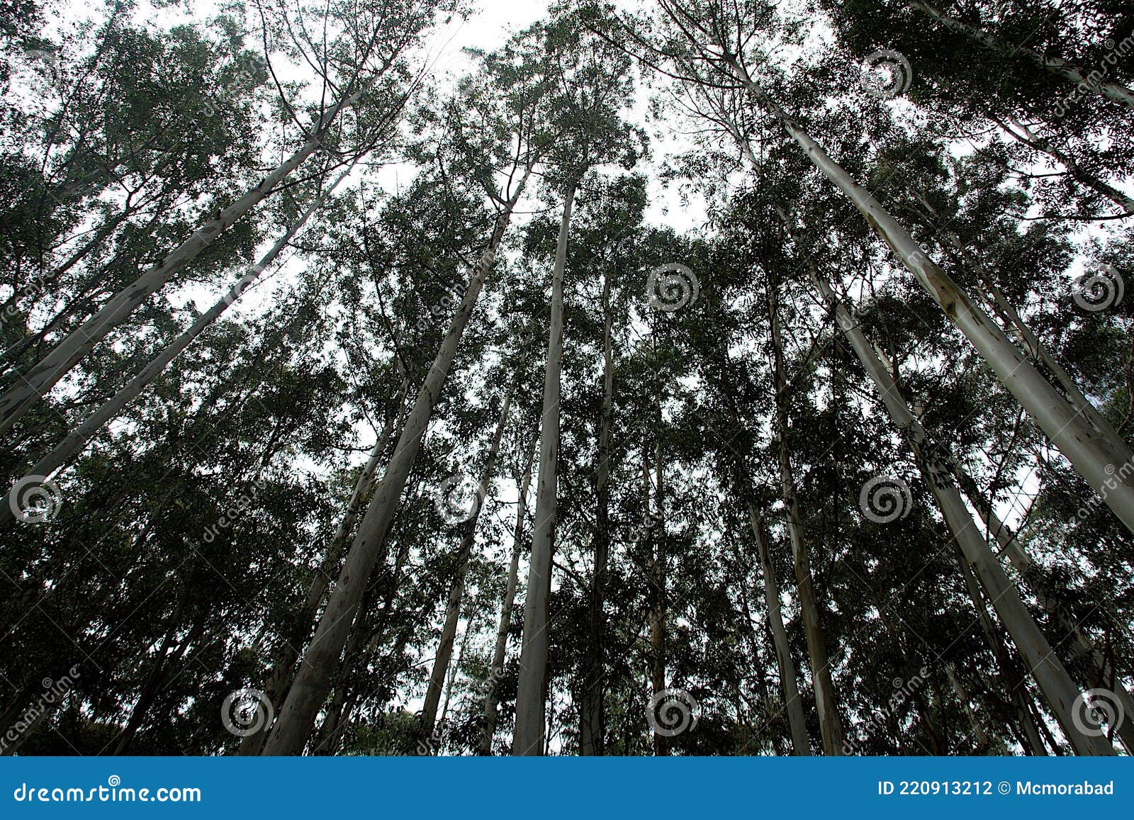 Heads of Lofty Trees in Forest Stock Photo - Image of woods, angle ...