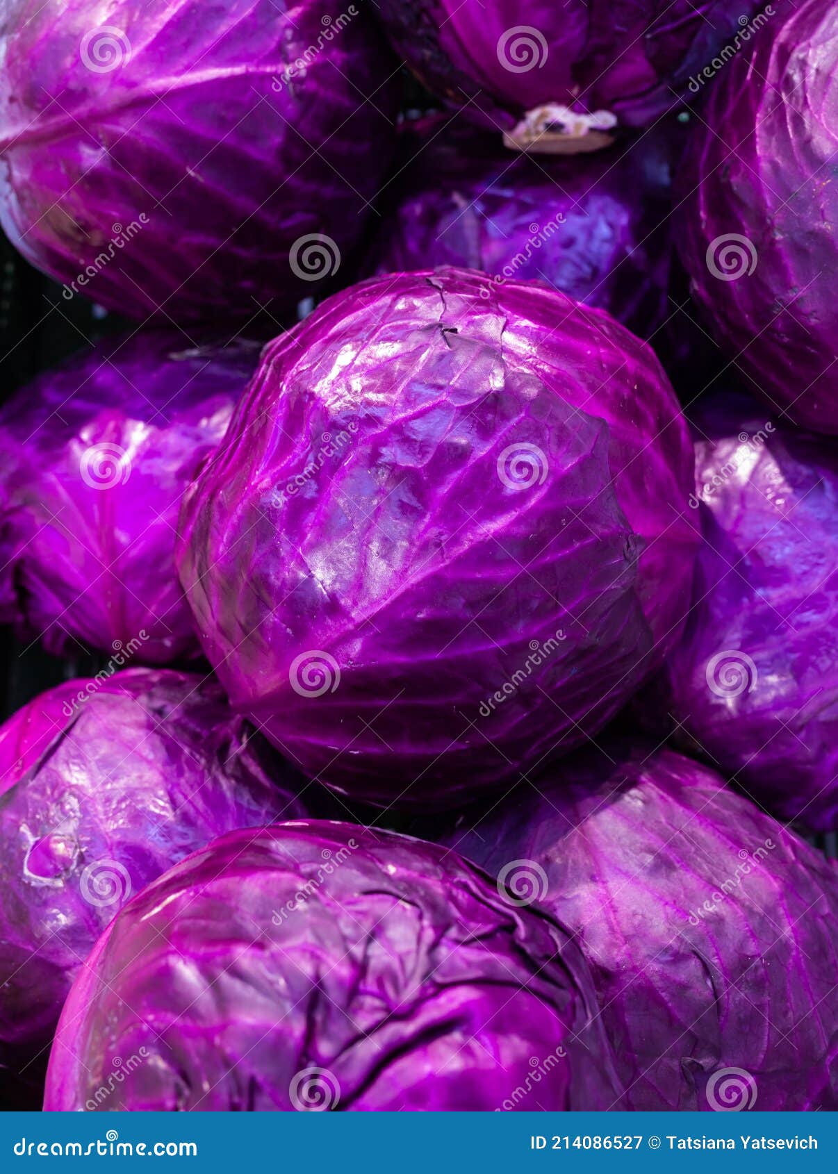 Heads Ripe Cabbage Texture Background Stock Image - Image of cuisine ...