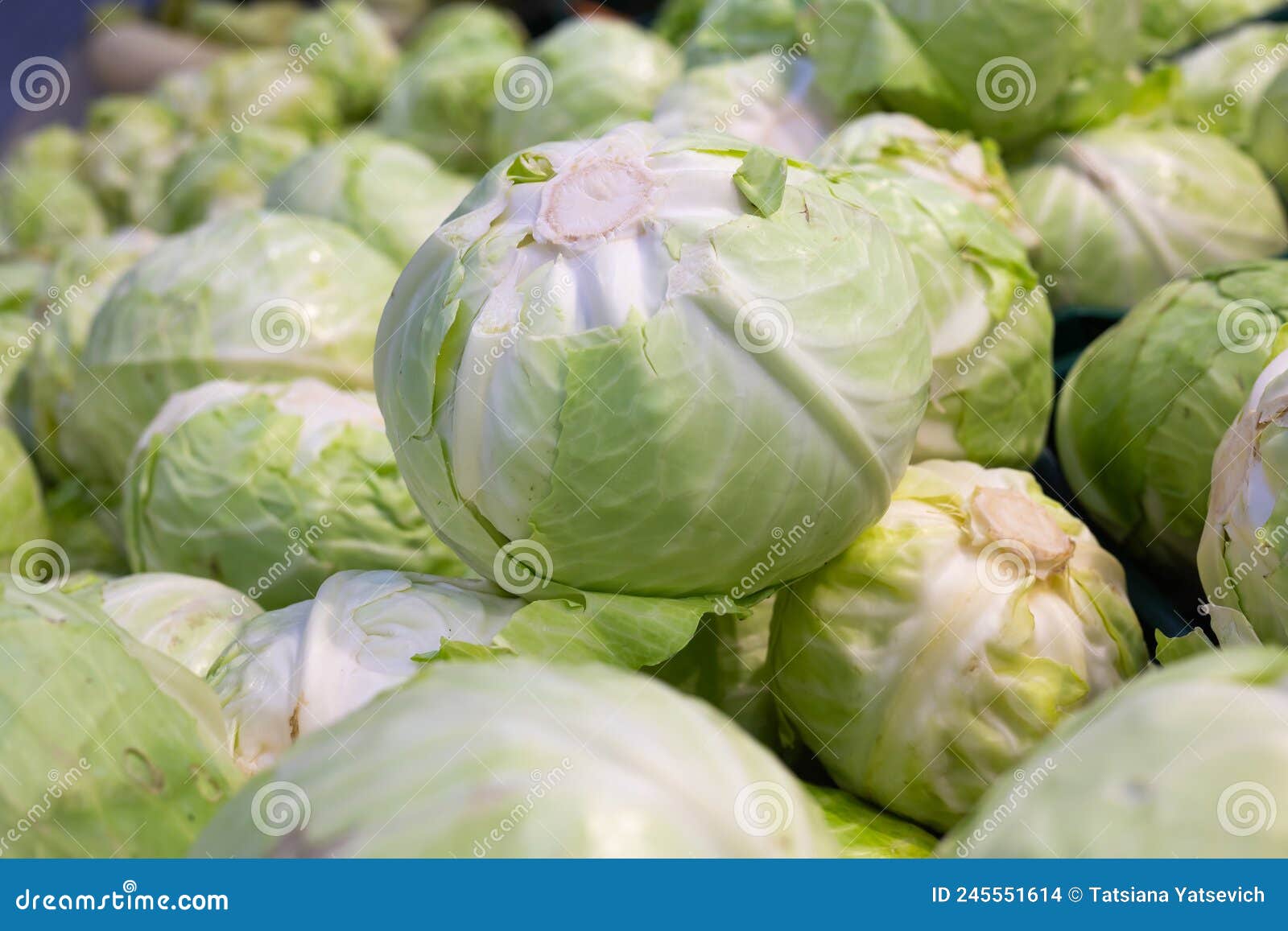 Heads Ripe Cabbage Texture Background Stock Photo - Image of harvest ...