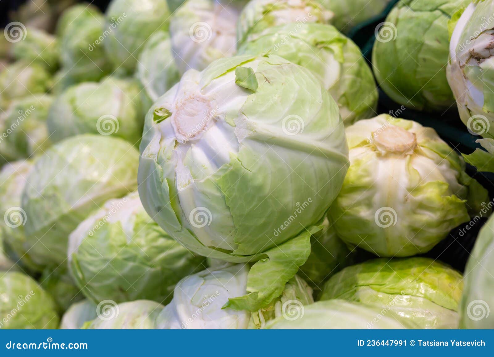 Heads Ripe Cabbage Texture Background Stock Image - Image of stub ...