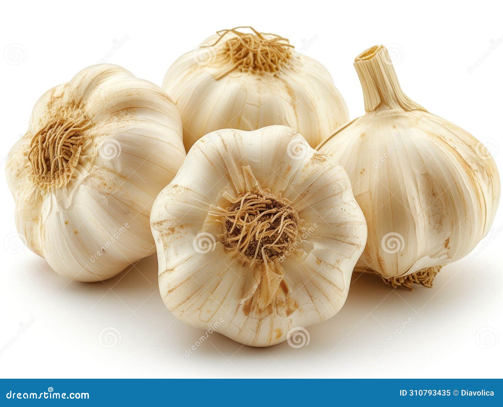 Heads of Ripe Garlic on a White Background Stock Illustration ...