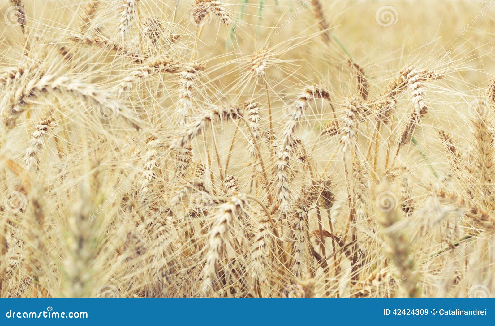 Heads of rye stock image. Image of cropland, heads, crop - 42424309