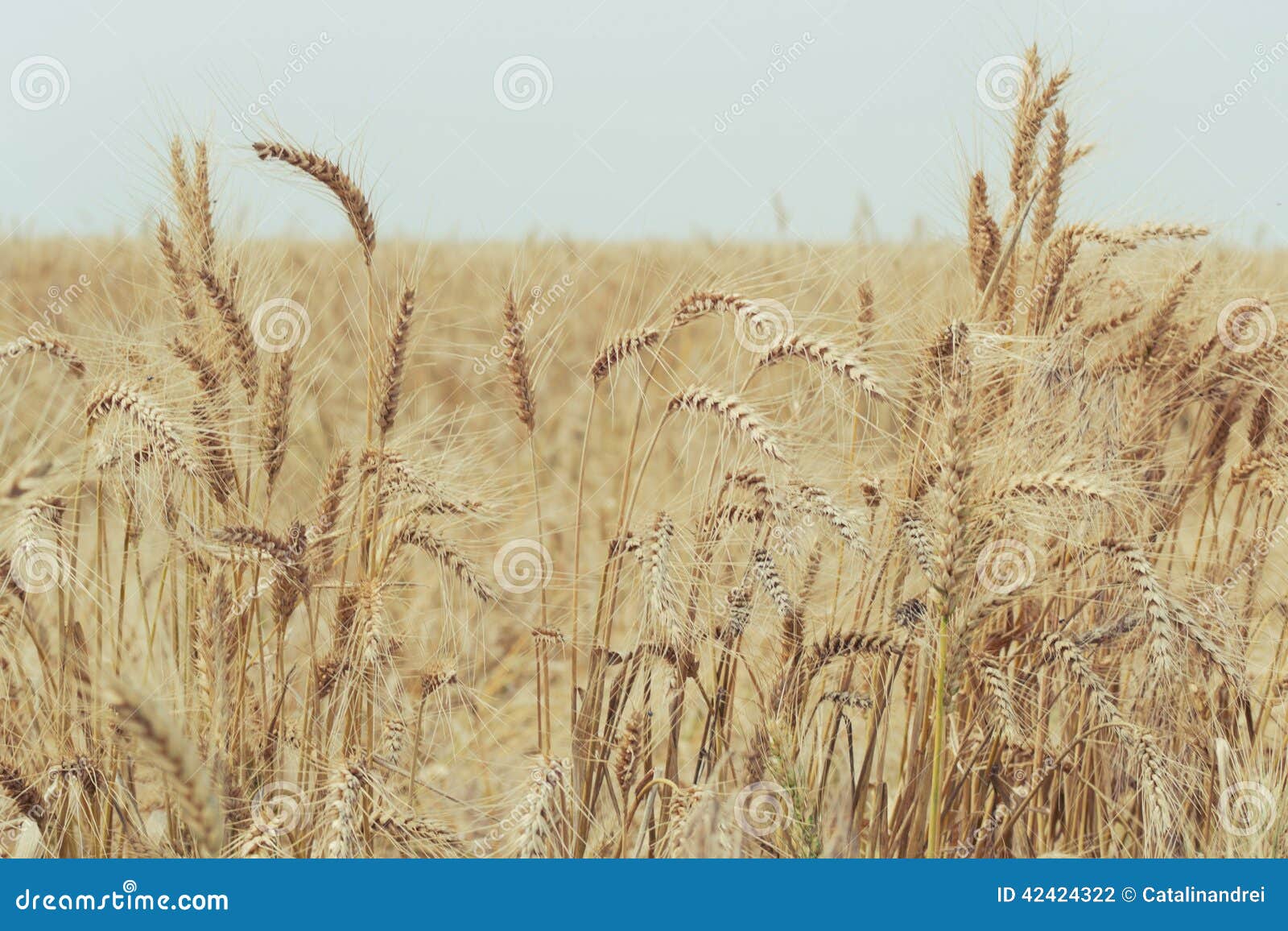 Heads of rye stock photo. Image of cropland, corn, harvest - 42424322