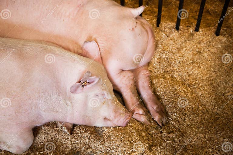 Heads or Tails? stock photo. Image of summer, directions - 22906392