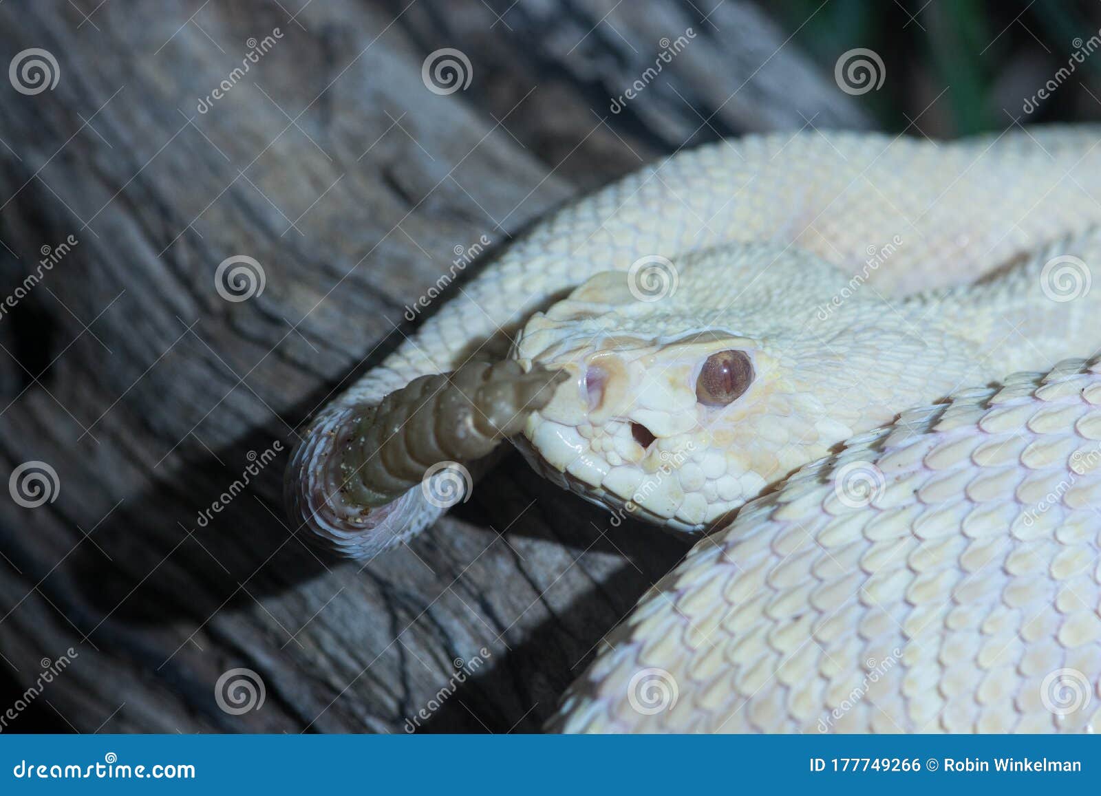 Heads or tails rattlesnake stock photo. Image of tail - 177749266
