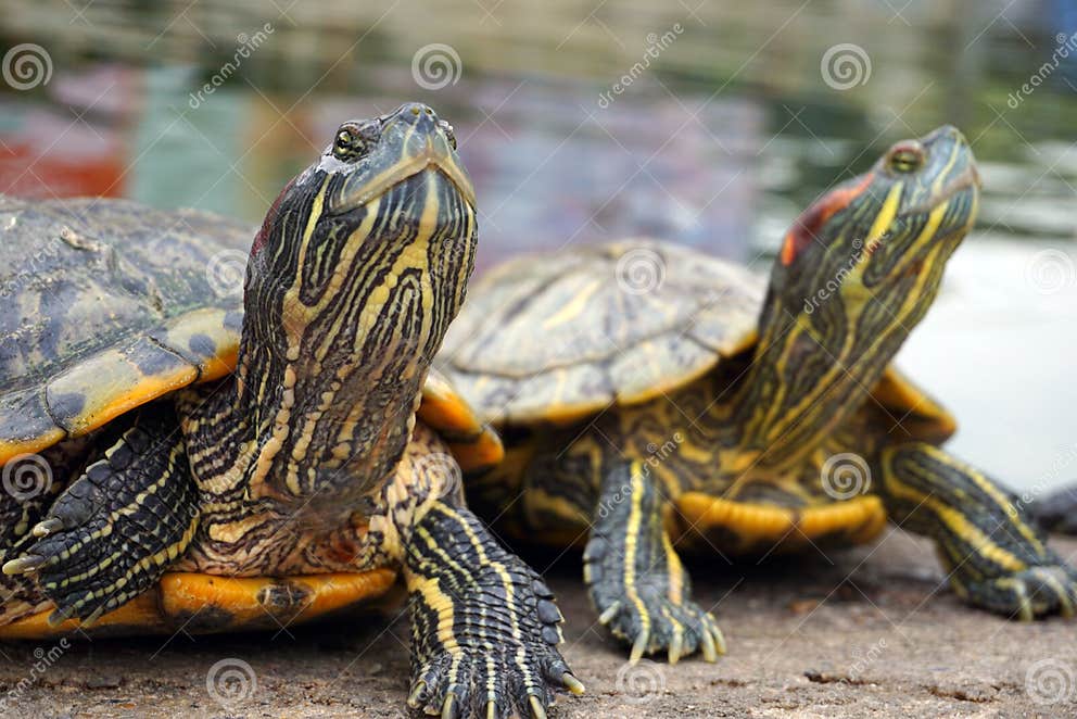 Heads of the turtle stock image. Image of outdoors, face - 71445771