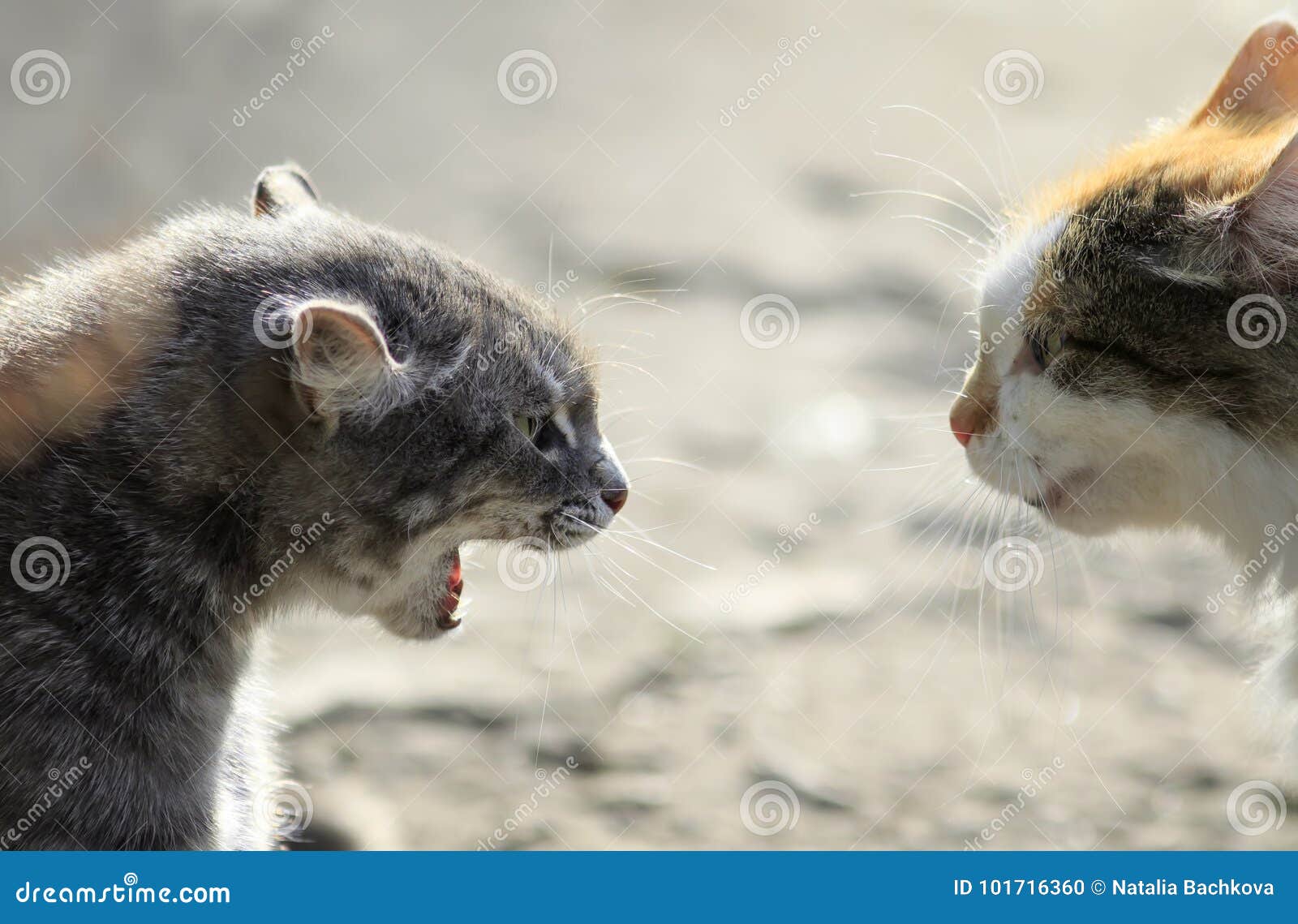 Heads of Two Aggressive Cats Facing Each Other, Hiss at Each Other ...