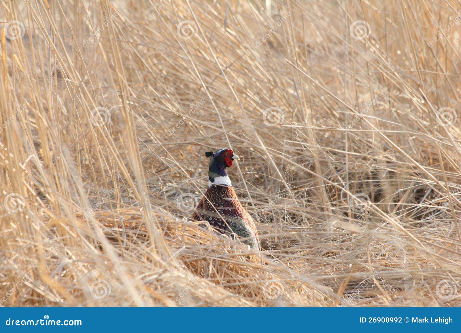 Heads up stock photo. Image of nature, neck, home, health - 26900992