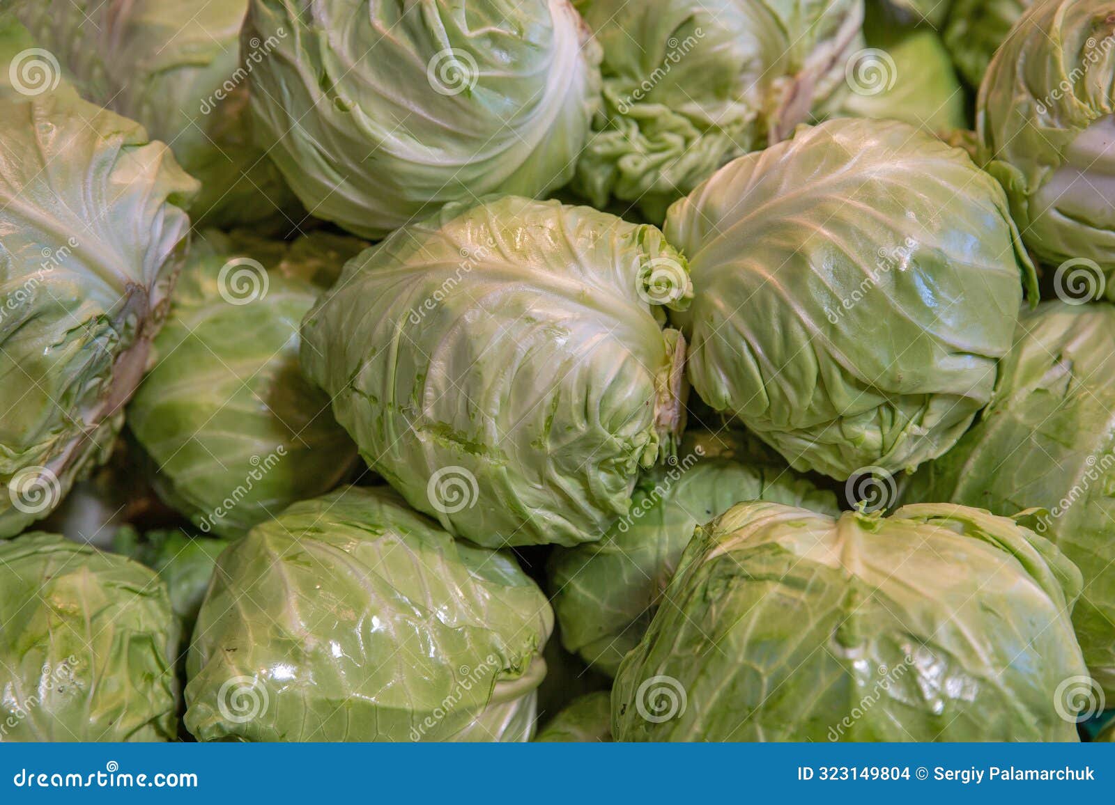 Heads of Young Cabbage Closeup Stock Photo - Image of fresh, food ...