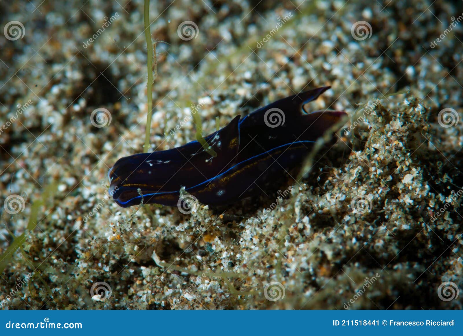 Headshield Slug Philinopsis Speciosa Stock Image - Image of ocean ...