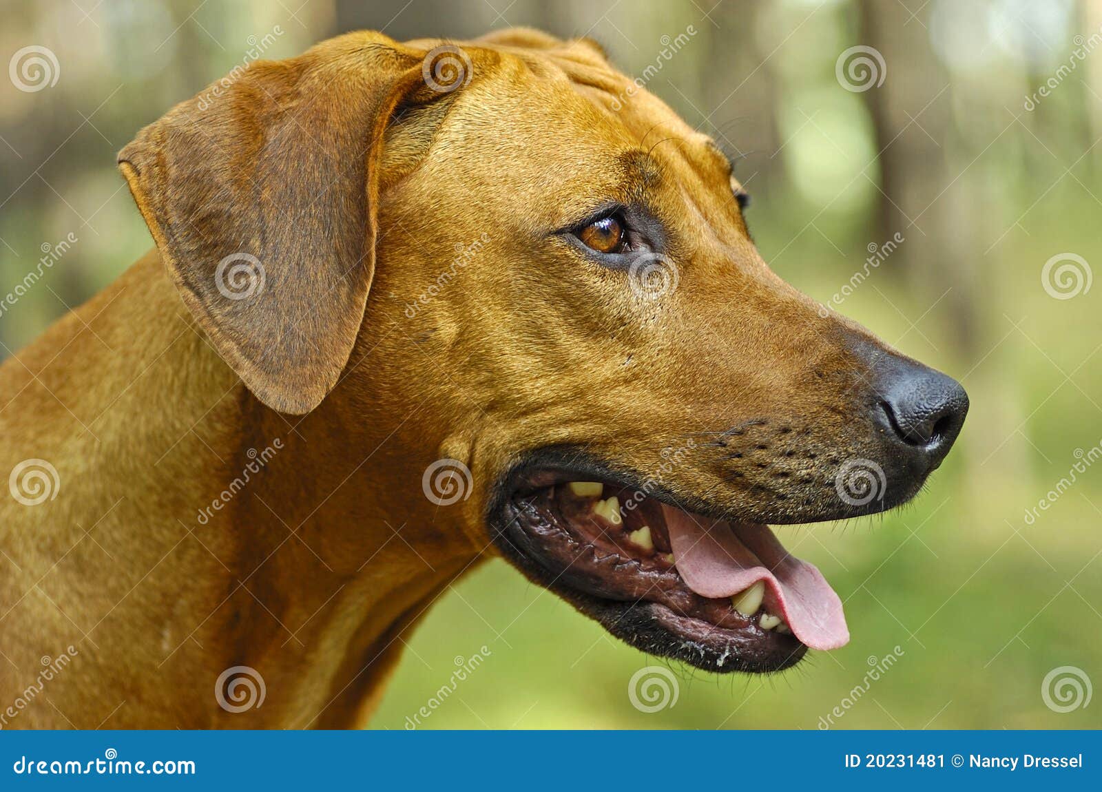Headshoot of a Rhodesian Ridgeback Dog Stock Image - Image of carnivore ...