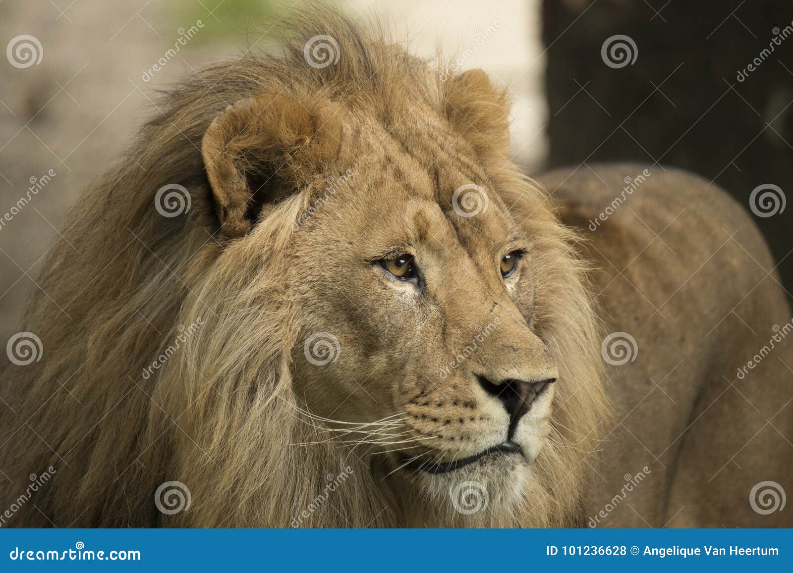Lion, headshot stock photo. Image of strong, powerful - 101236628