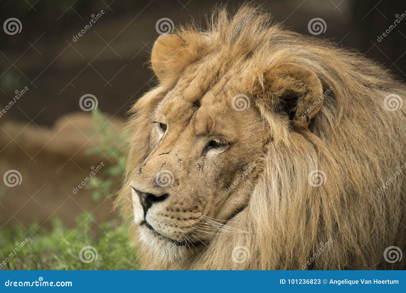 Lion headshot stock image. Image of roar, creature, hair - 101236823
