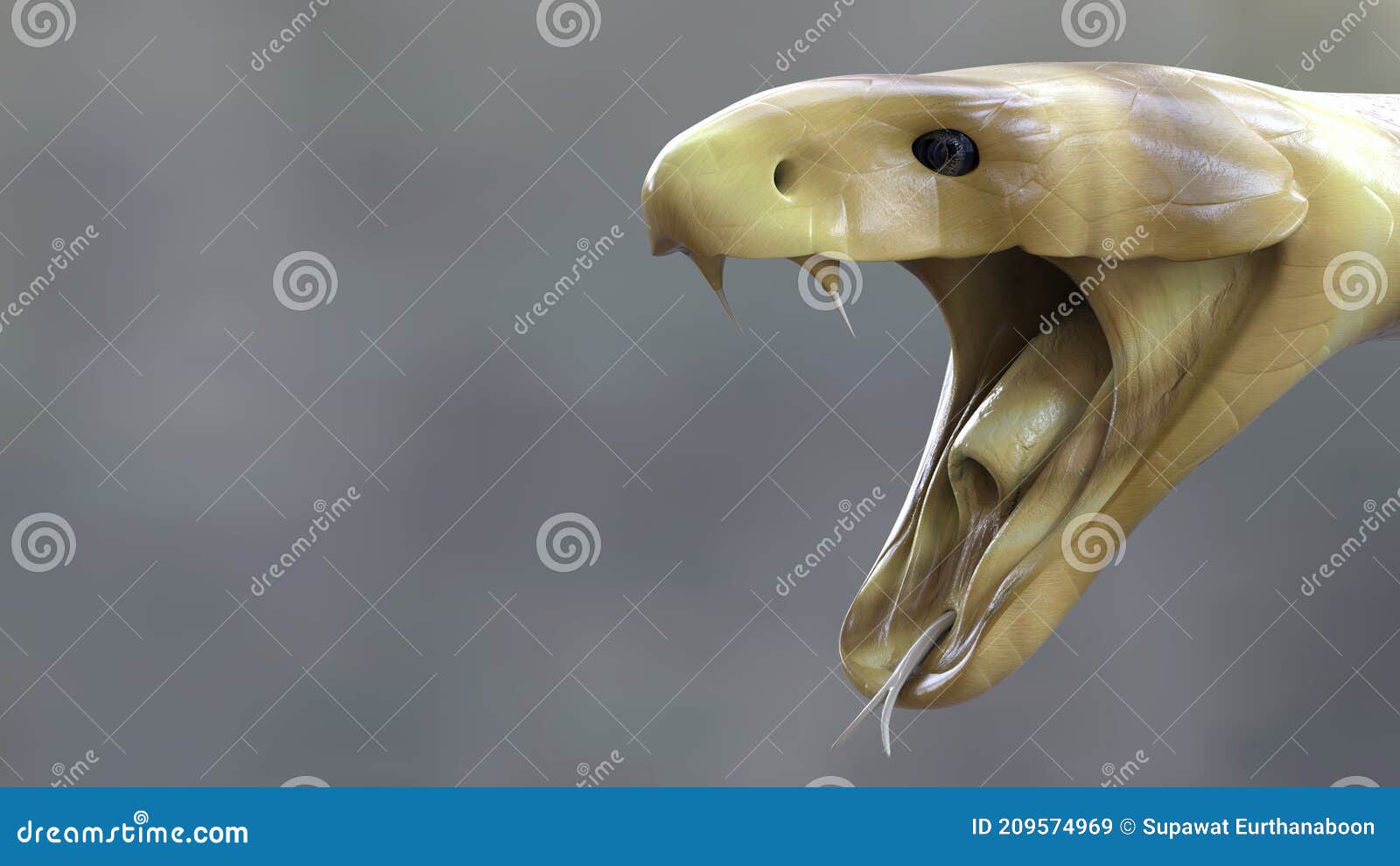 Headshot Of Albino King Cobra Snake. Royalty-Free Stock Photo ... Headshot Of Albino King Cobra Snake. Royalty-Free Stock Photo ...