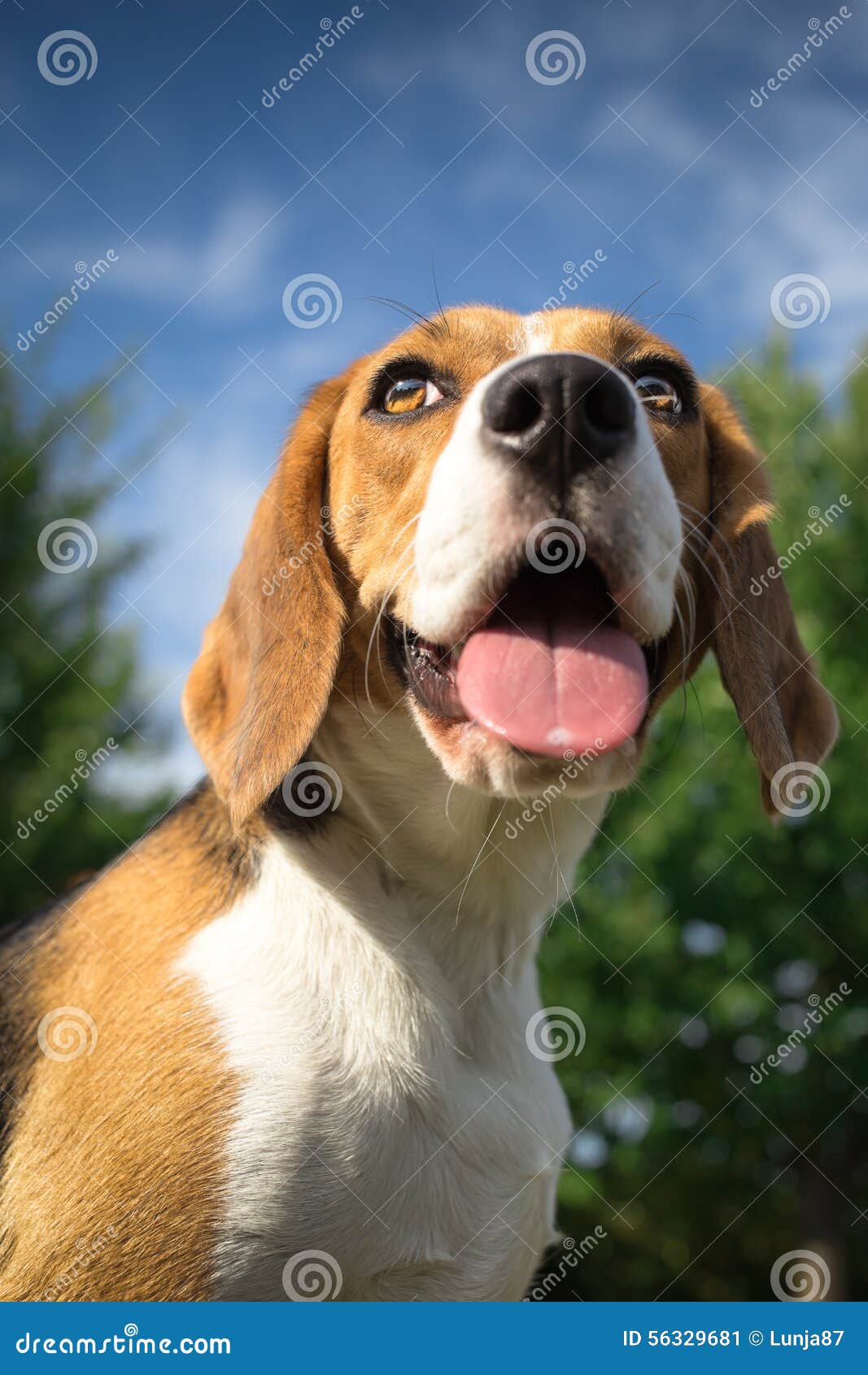 Headshot of a beagle stock image. Image of nose, lucky - 56329681