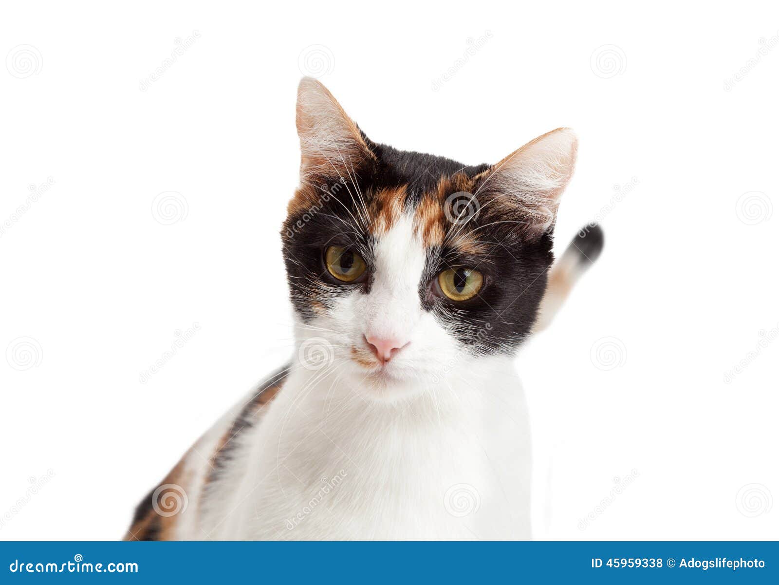 Headshot of Beautiful Calico Cat Stock Photo - Image of head, breed ...