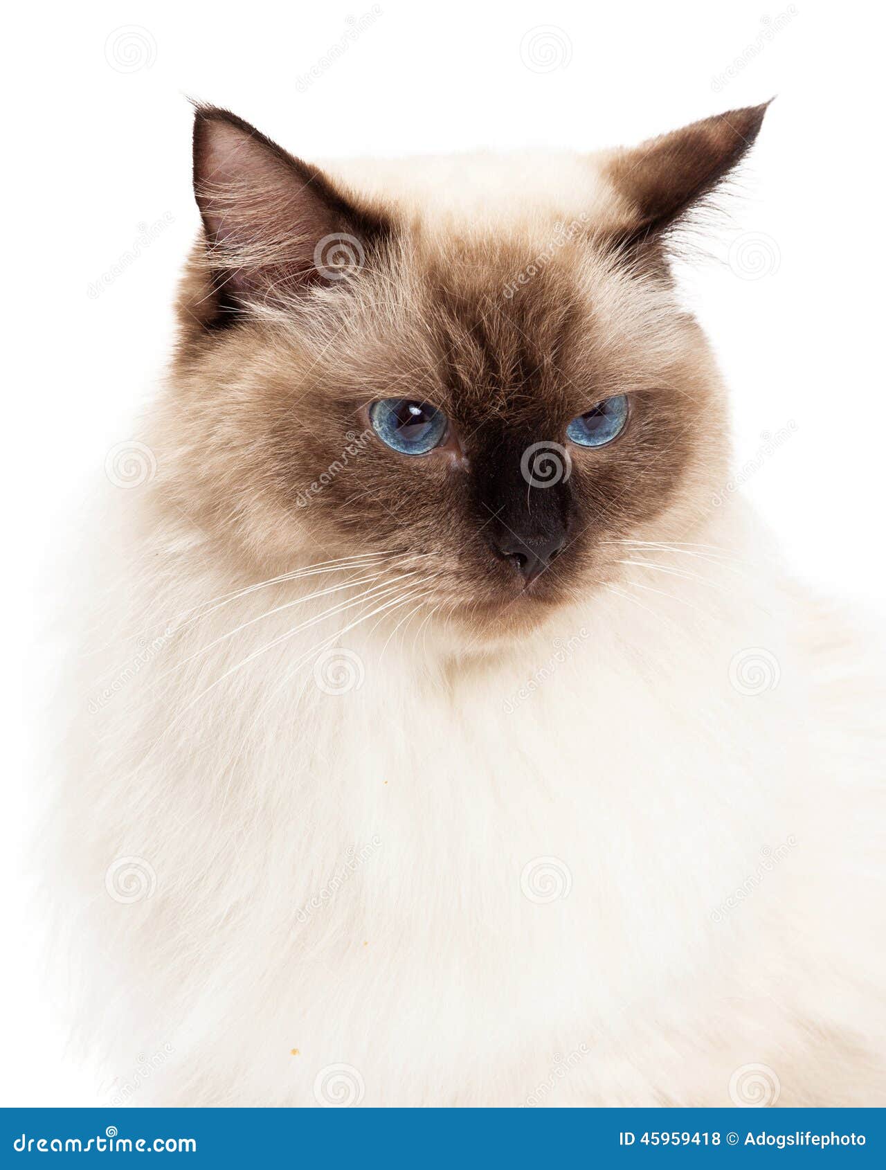 Headshot of Beautiful Ragdoll Cat Stock Photo - Image of closeup ...
