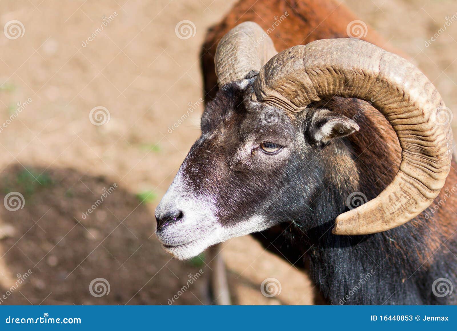 Headshot of a Big Horned Ram Stock Image - Image of farm, brown: 16440853