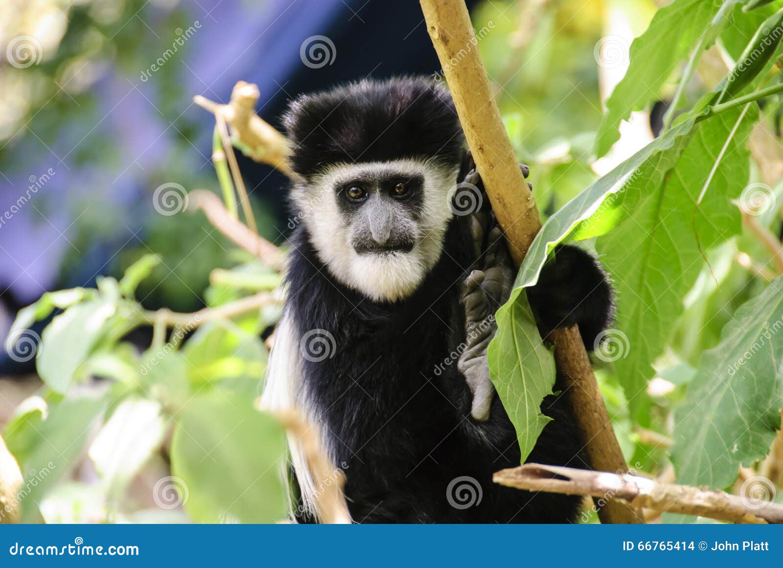 Headshot of a Black and White Colobus Monkey Stock Photo - Image of ...