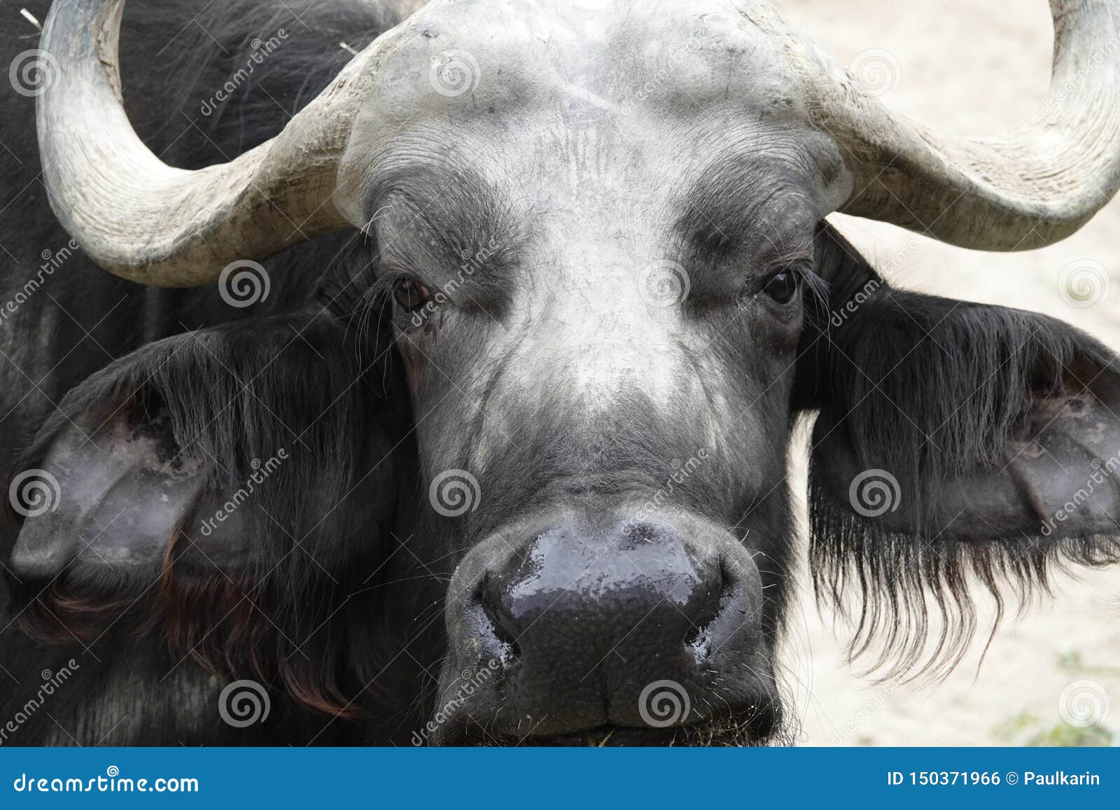 Buffalo stock photo. Image of face, wild, male, buffalo - 150371966