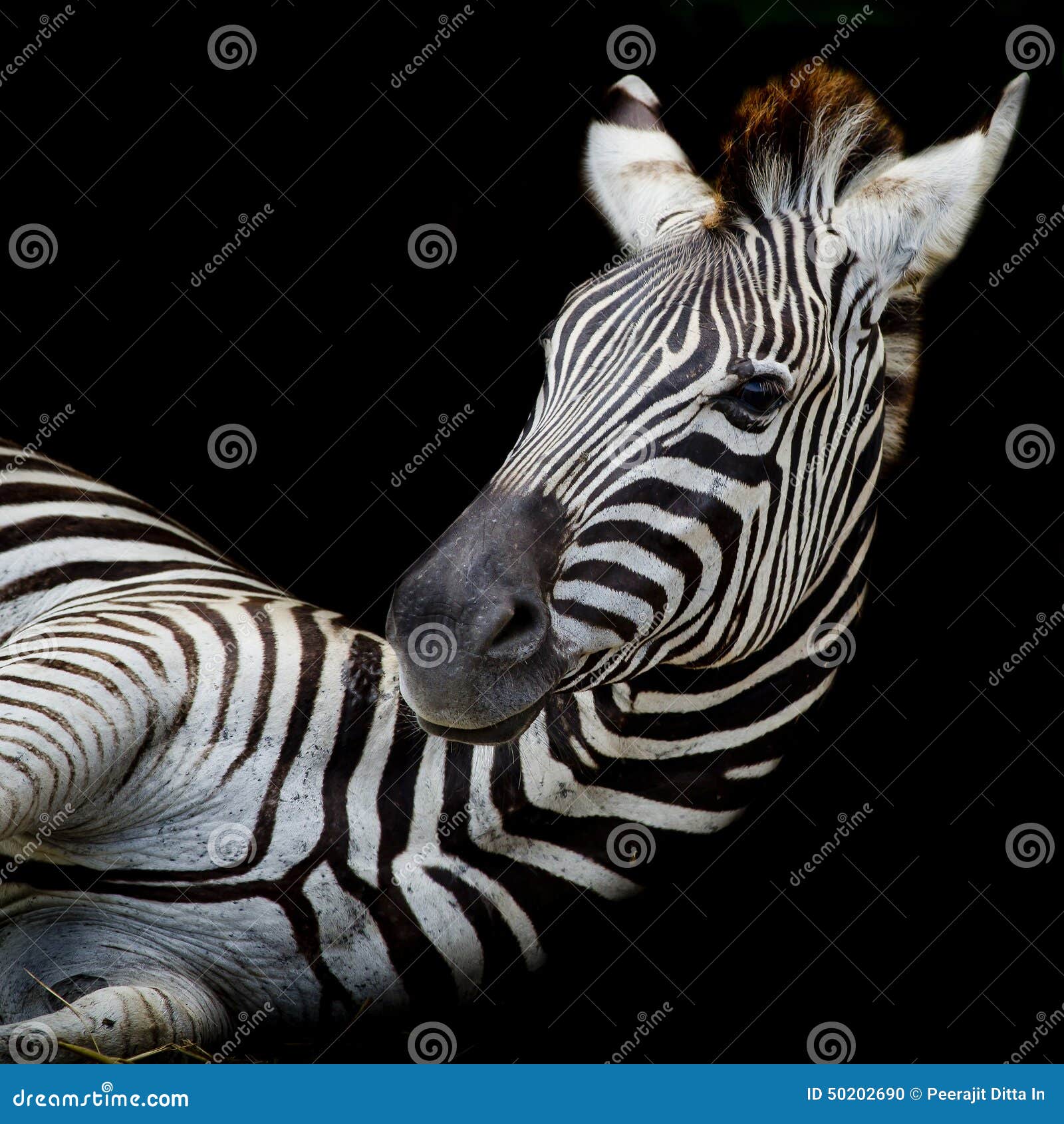 A Headshot of a Burchell S Zebra Stock Photo - Image of drive, afrique ...